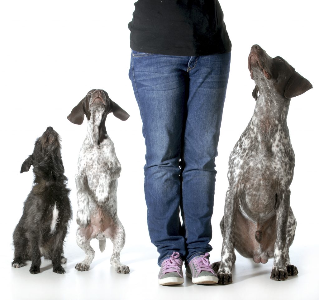Obedience – Beginner • Pack of Paws Professional Dog Training
