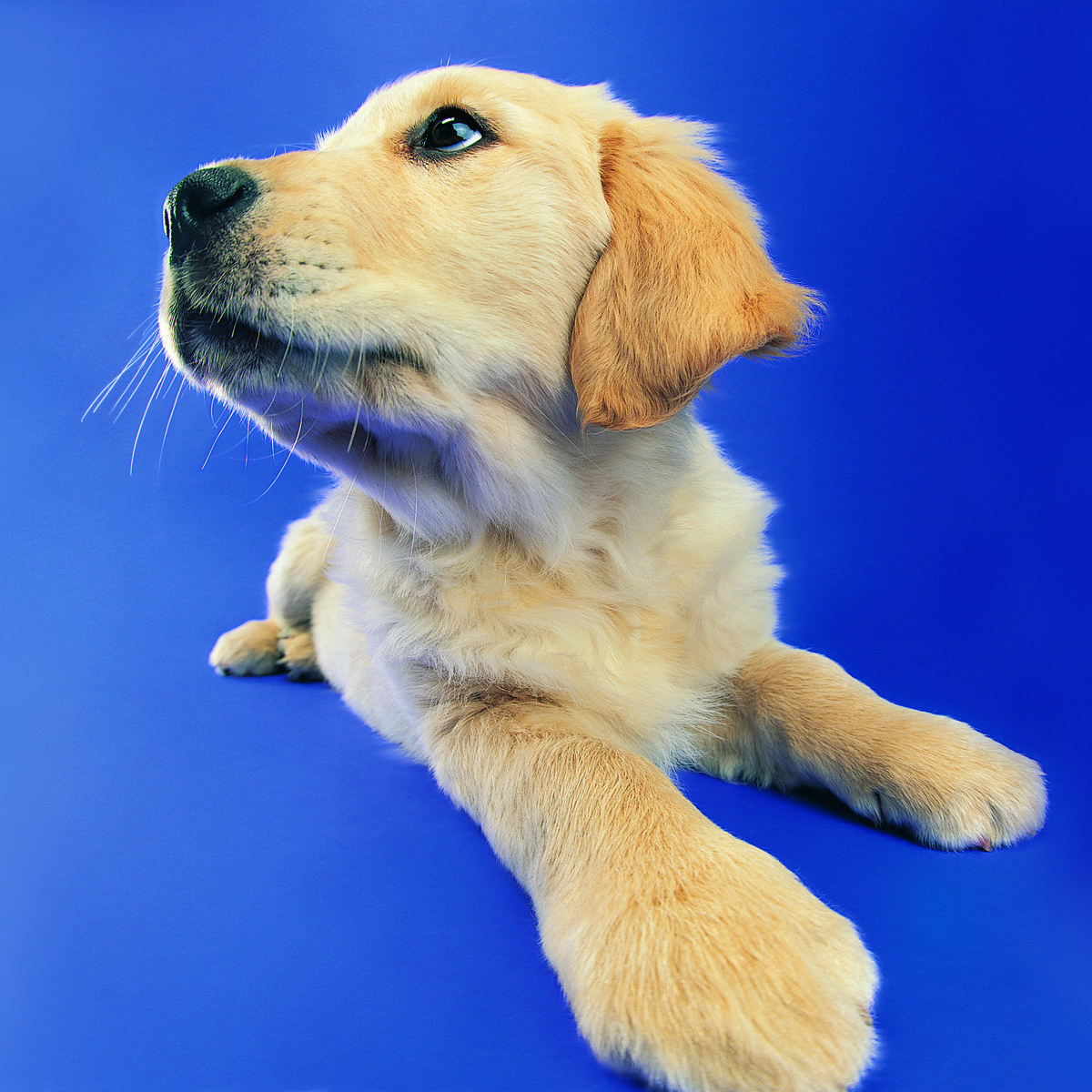 Pack of Paws Professional Dog Training in Charlton, MA
