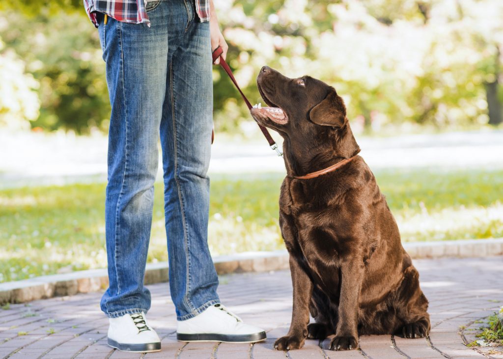 Impulse Control Skills • Pack of Paws Professional Dog Training