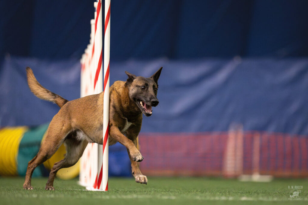 Agility Workshop - Weave Poles - Beginner • Pack of Paws Professional ...