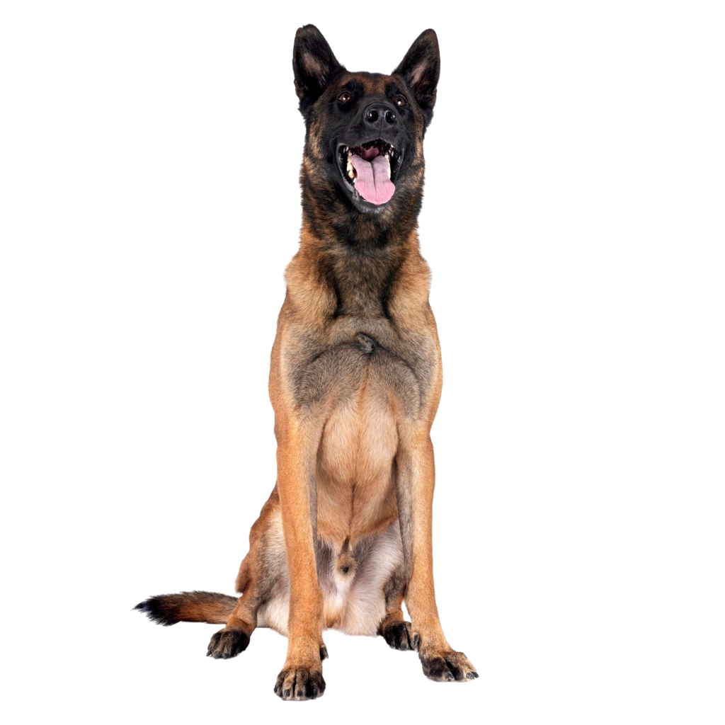 Pack of Paws Professional Dog Training in Charlton, MA