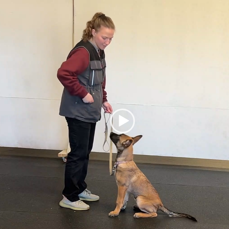 Getting Started with Your New Dog (Video Lessons) • Pack of Paws ...