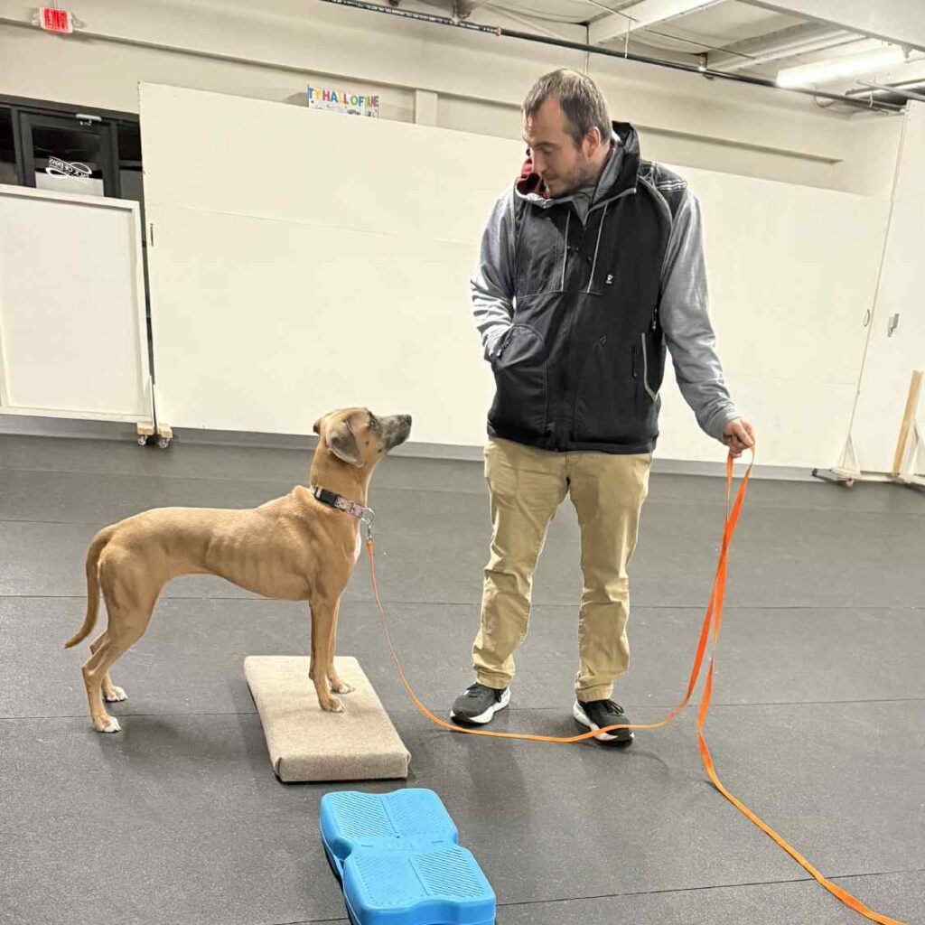 Pack of Paws Professional Dog Training in Charlton, MA
